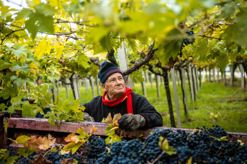 Gallery - Collefrisio