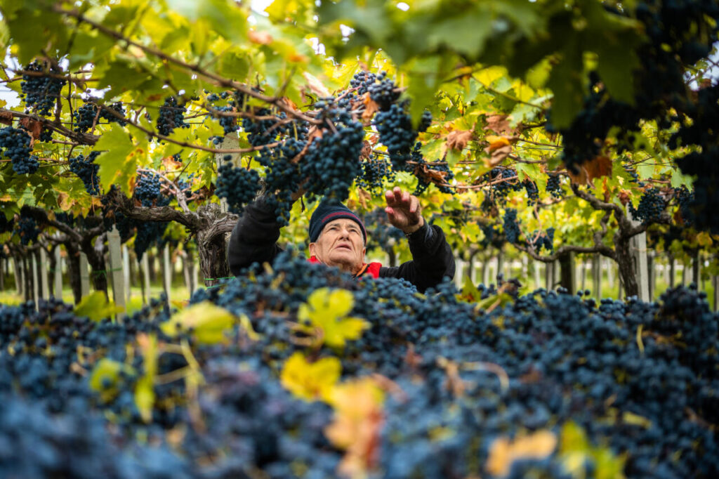 Gallery - Collefrisio